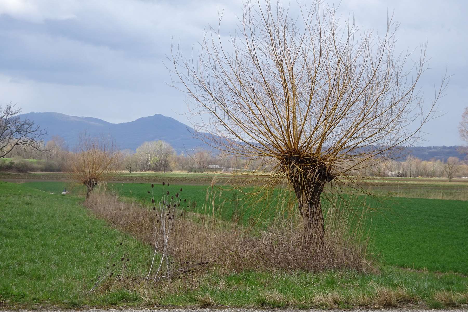 La biodiversité au jardin - Association Gentiana